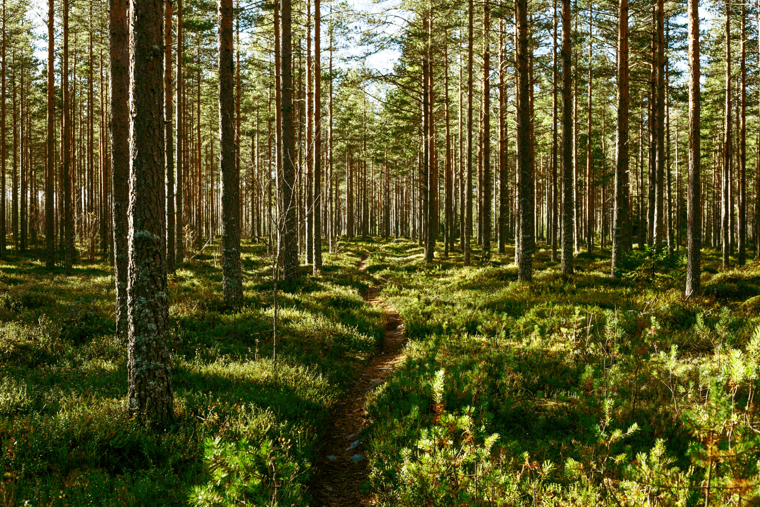 Roschier represents a MEAG-led consortium in its acquisition of forest ...